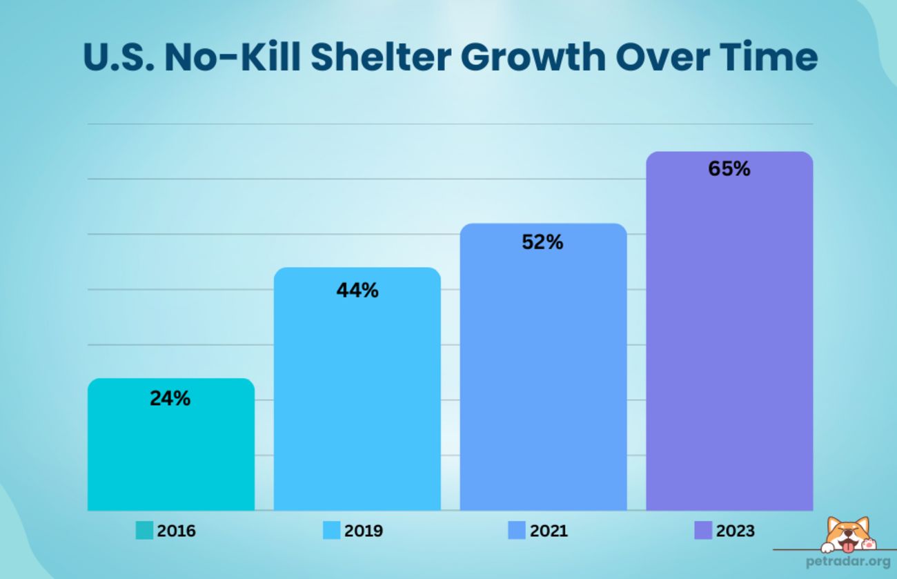 No-Kill Shelters in the U.S.: The Fight to Save Millions of Pets ...