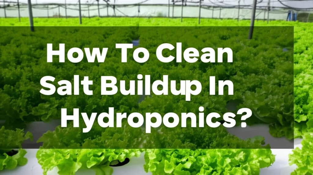 How To Clean Salt Buildup In Hydroponics? — Be A Cleaner