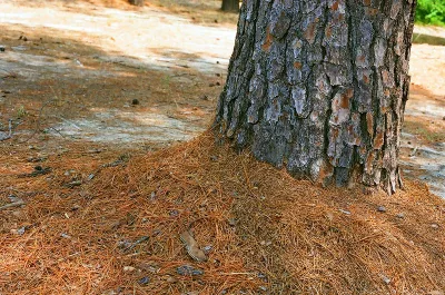 Do Pine Needles Acidify Soil? How to Use It as Winter Mulch