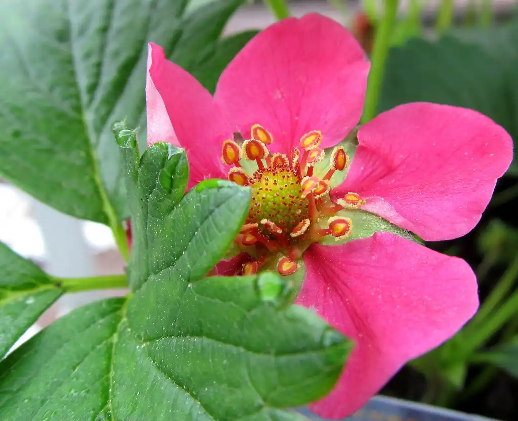 5 Best Strawberry Varieties for Hanging Baskets & Pots