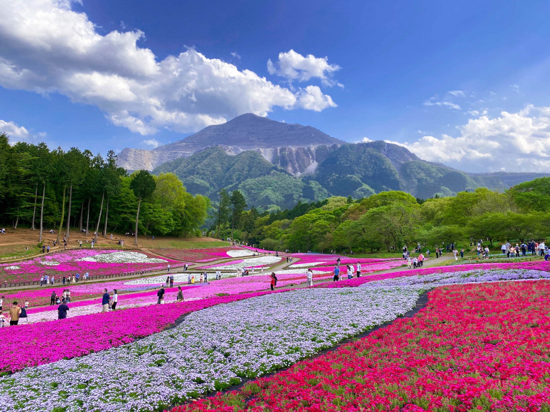 Hitsujiyama Park – Things to Know: Best Times, Access & Prices | LensTokyo