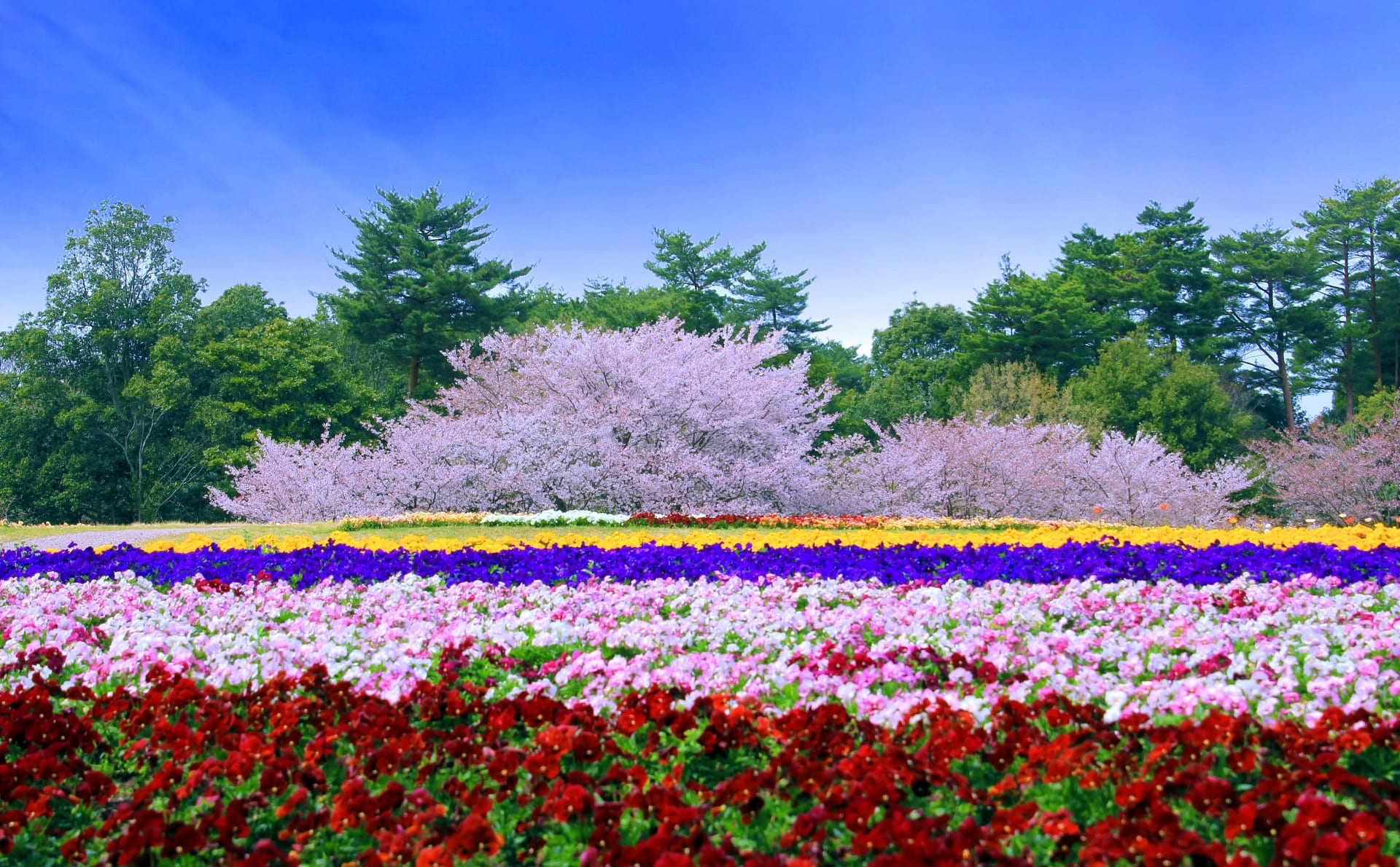 Tottori Hanakairo Flower Park – Things to Know: Best Times, Access ...