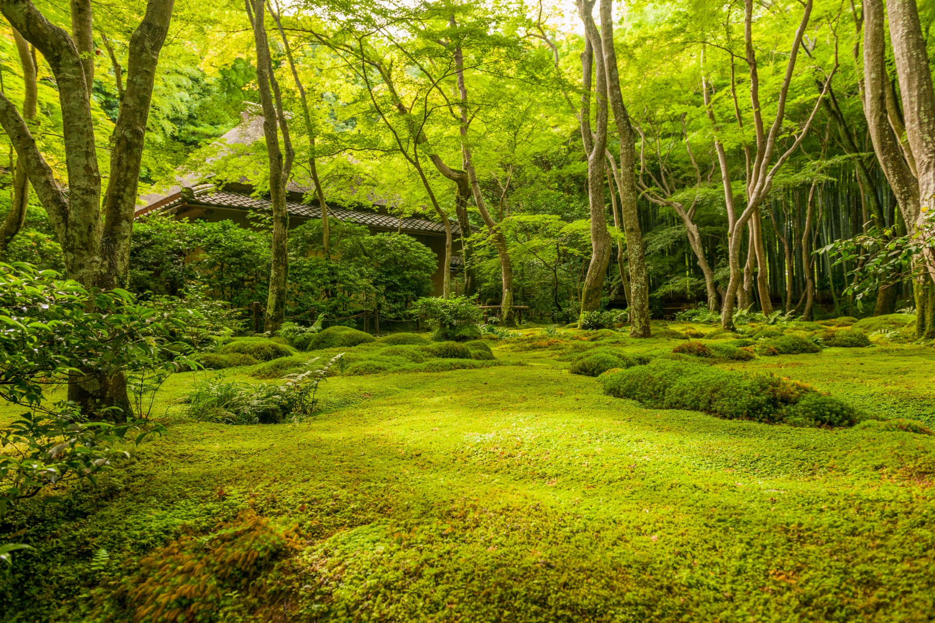 Gioji Temple – Things to Know: Best Times, Access & Prices | LensTokyo