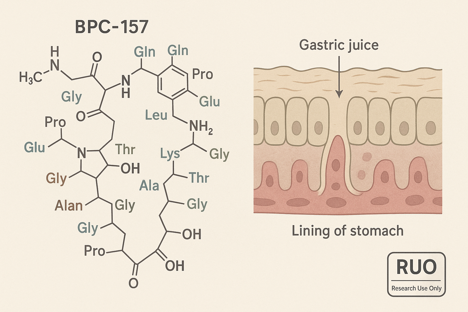 BPC-157: The Wound-Tissue-related research Pept... | Your...