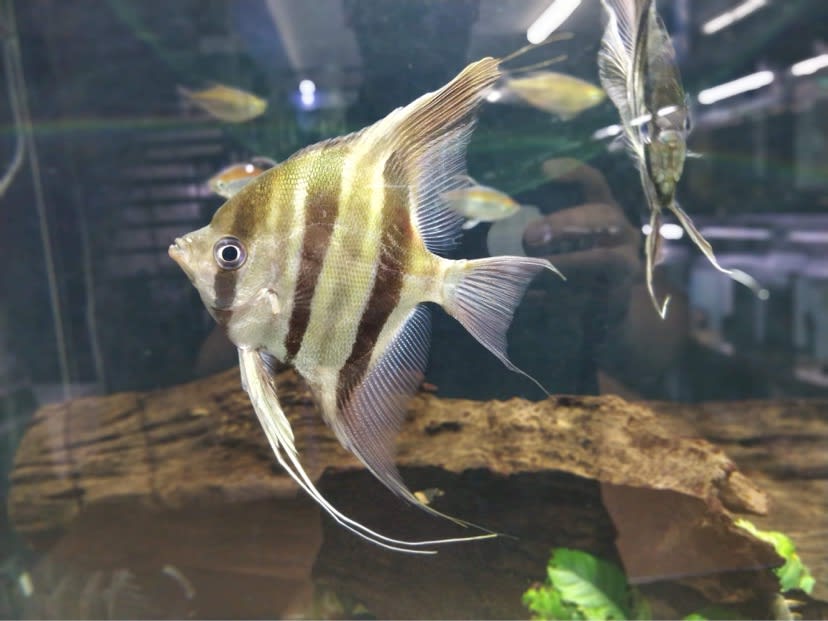 Angel Fish - OzDiscus