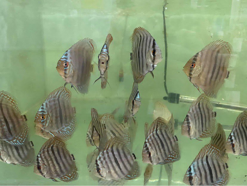 Marvel Fish - OzDiscus