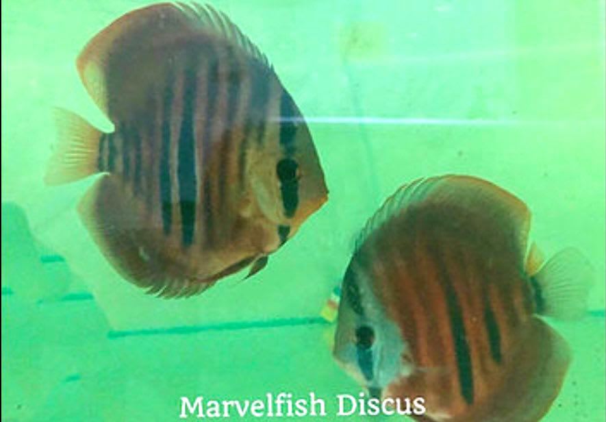 Marvel Fish - OzDiscus