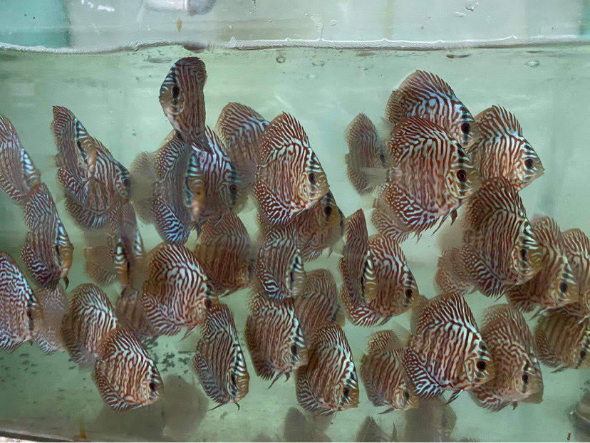 Marvel Fish - OzDiscus