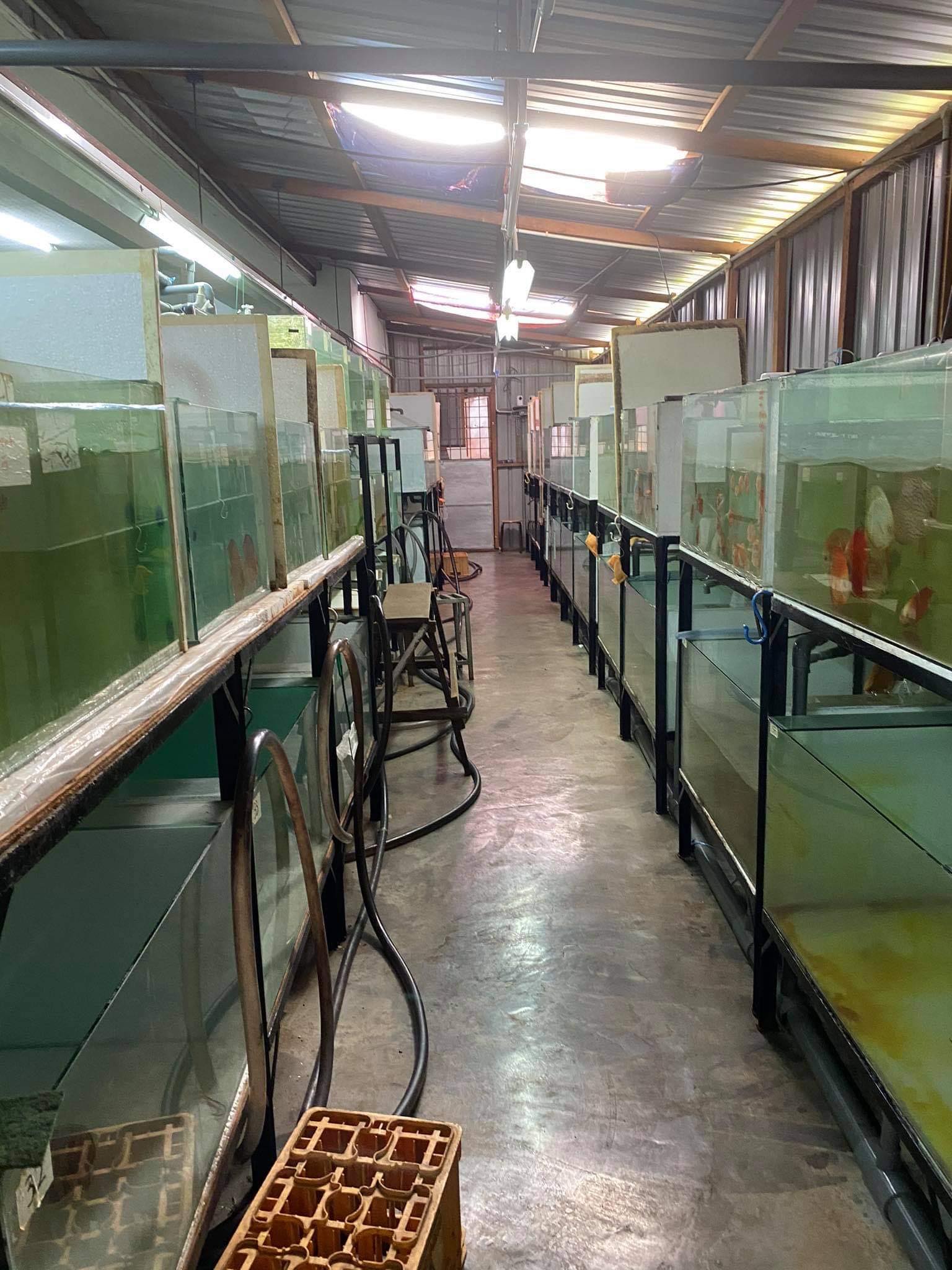 Marvel Fish - OzDiscus