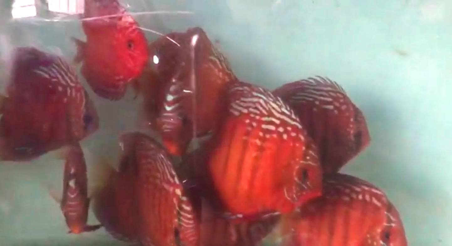 Marvel Fish - OzDiscus