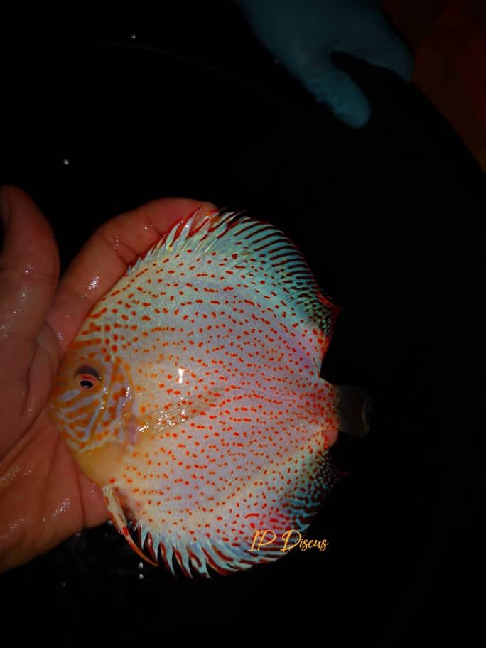 Golden Leopard - OzDiscus