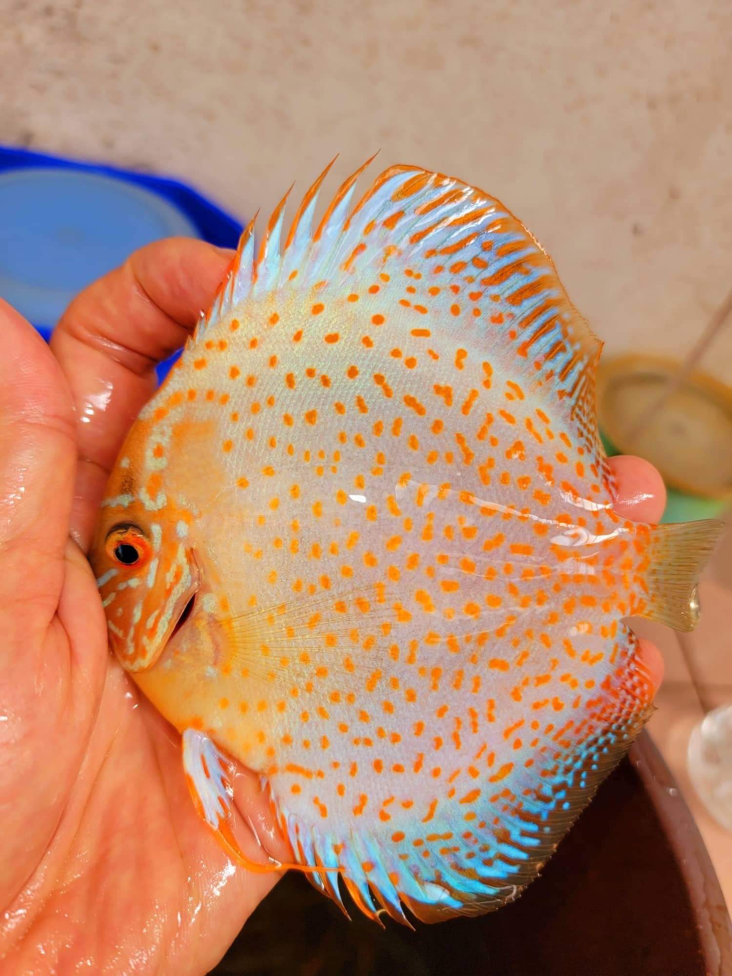 Golden Leopard (Champions Line) 10/11cm BO - OzDiscus