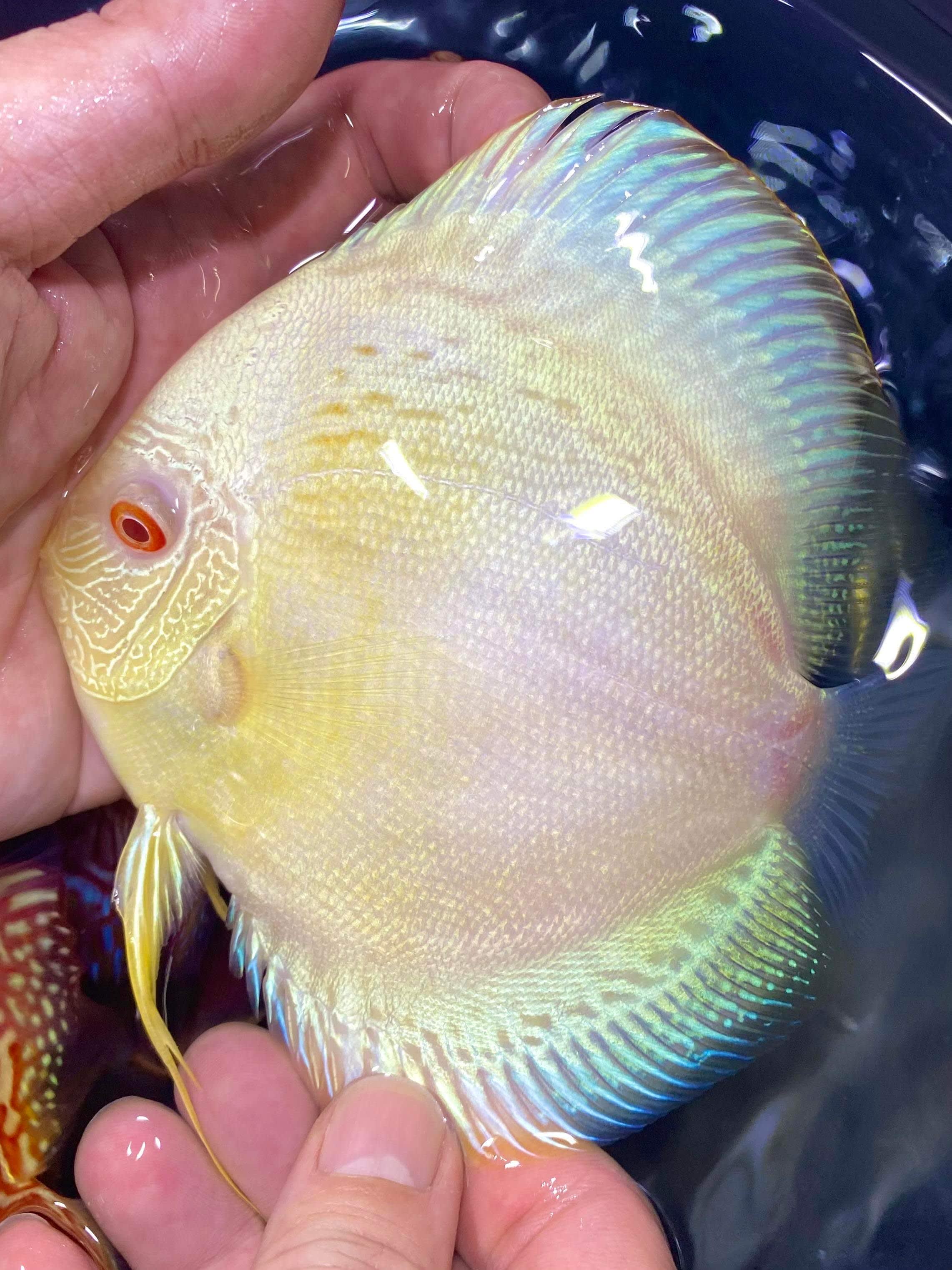 Albino Scorpion Snakeskin 11/12cm BO - OzDiscus