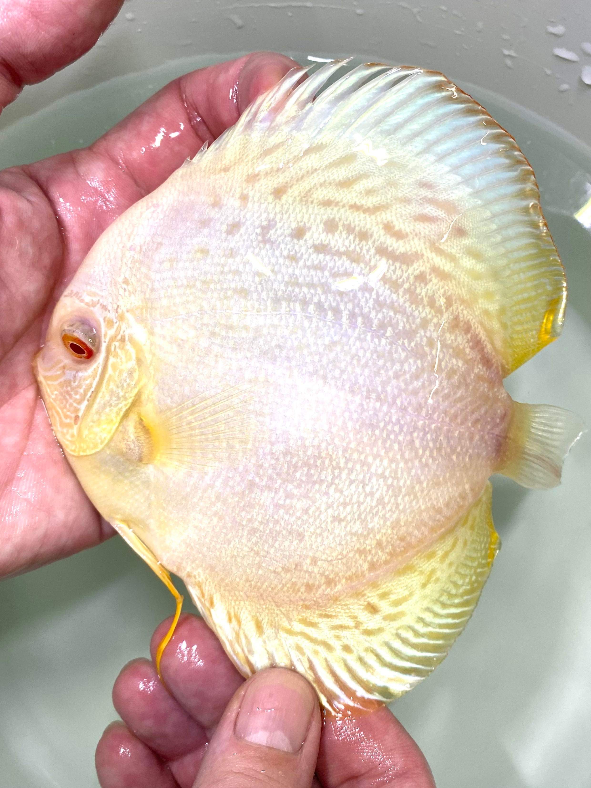 Albino Scorpion Snakeskin 11/12cm BO - OzDiscus