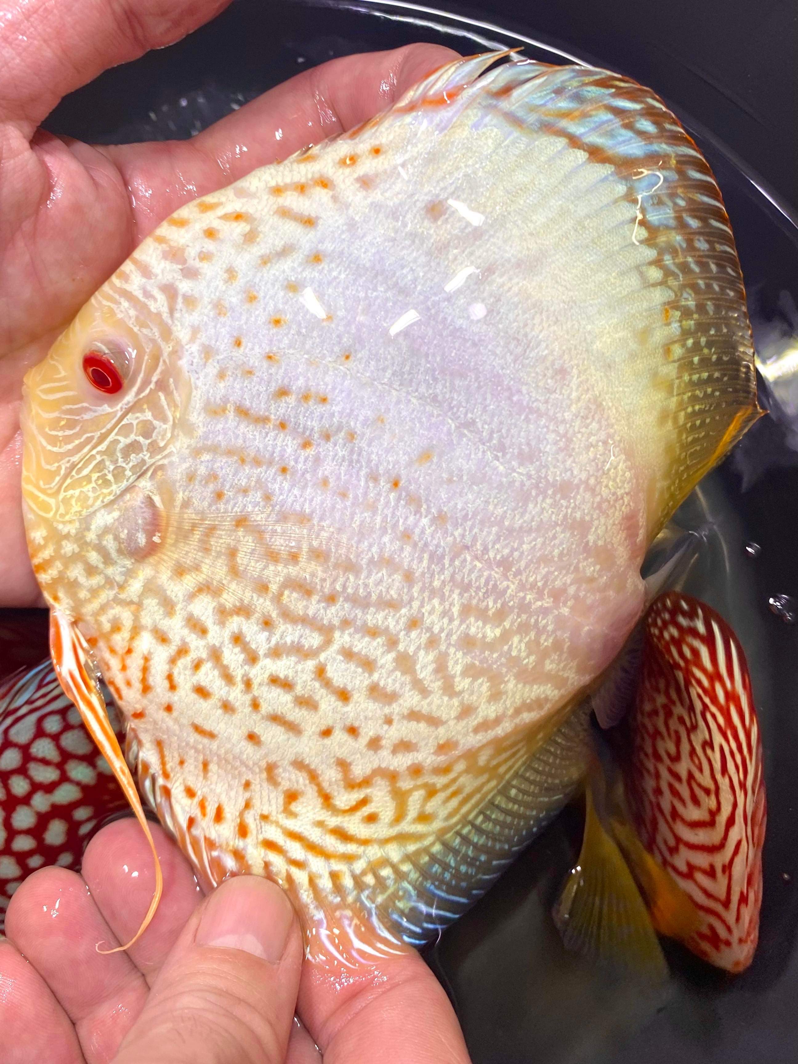 Albino Scorpion Snakeskin 11/12cm BO - OzDiscus