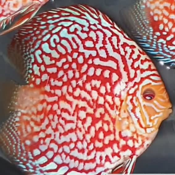 Red Pigeon Checkerboard 12/13cm BO - OzDiscus