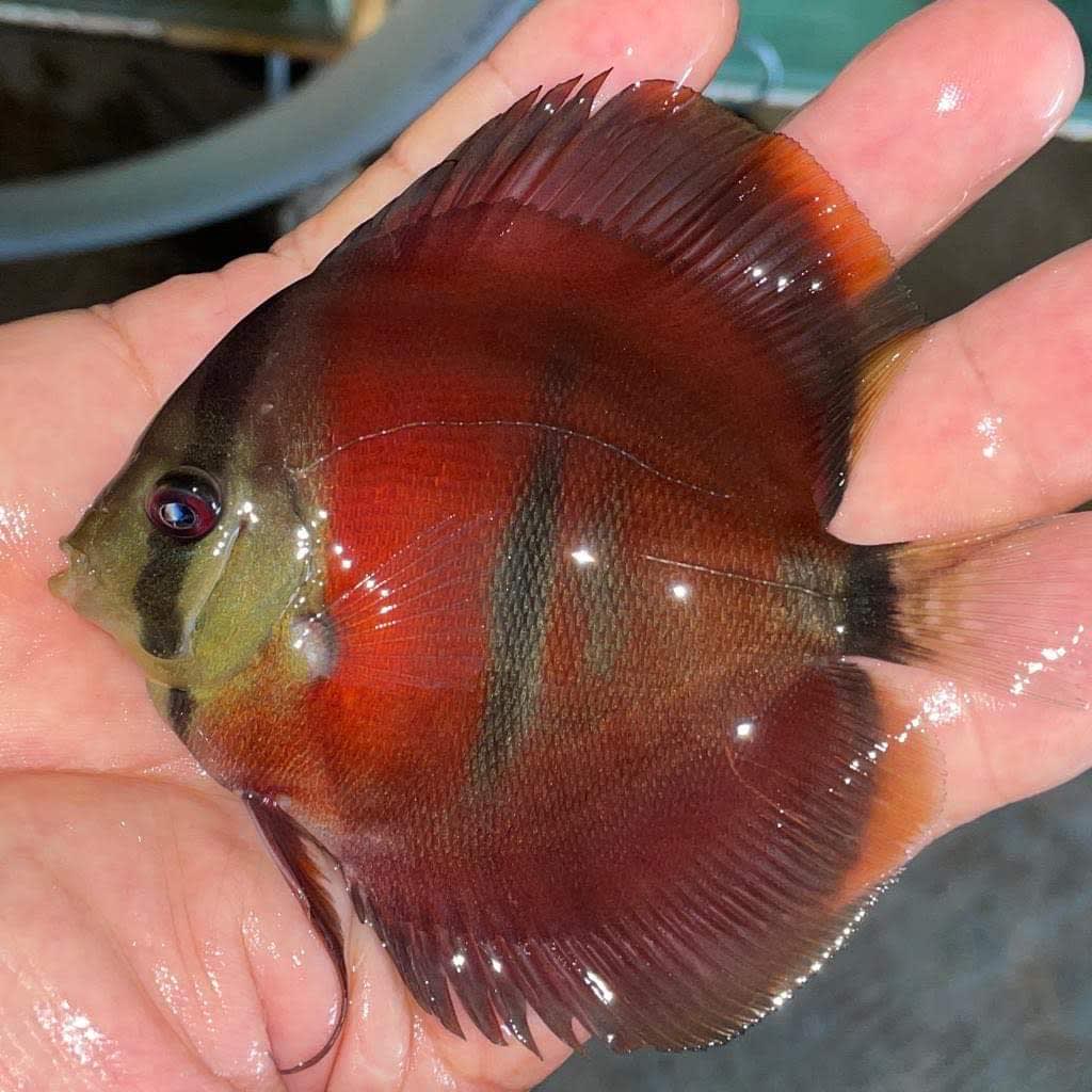 Red ICA 9/10cm BO - OzDiscus