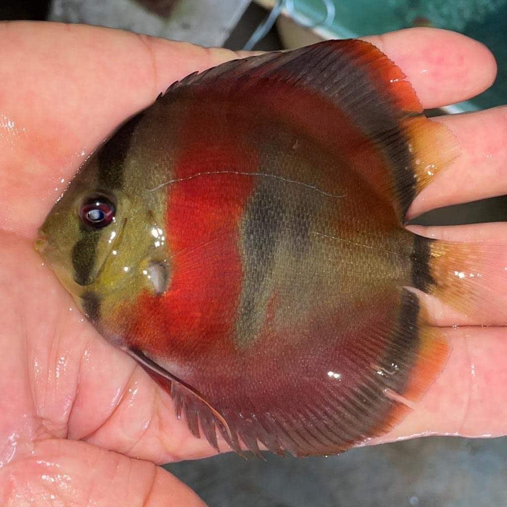 Red ICA 9/10cm BO - OzDiscus