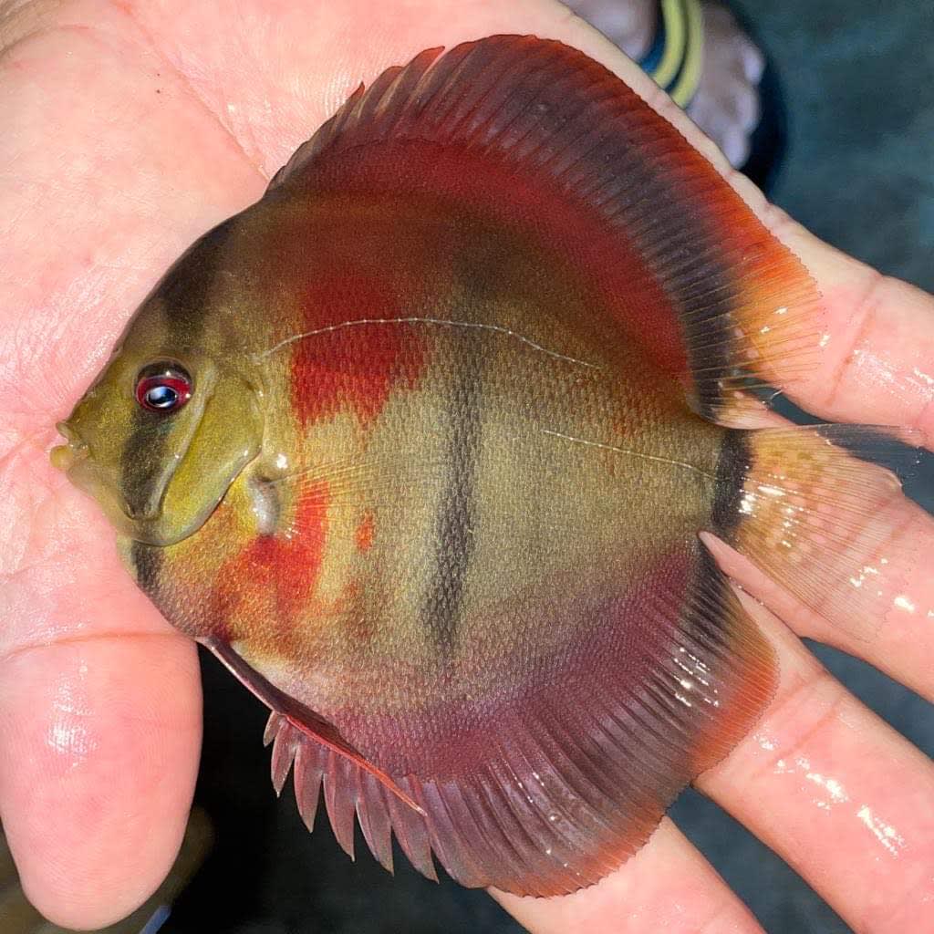 Red ICA 9/10cm BO - OzDiscus