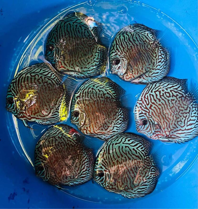Super Tiger Turquoise 12/13cm BO - OzDiscus