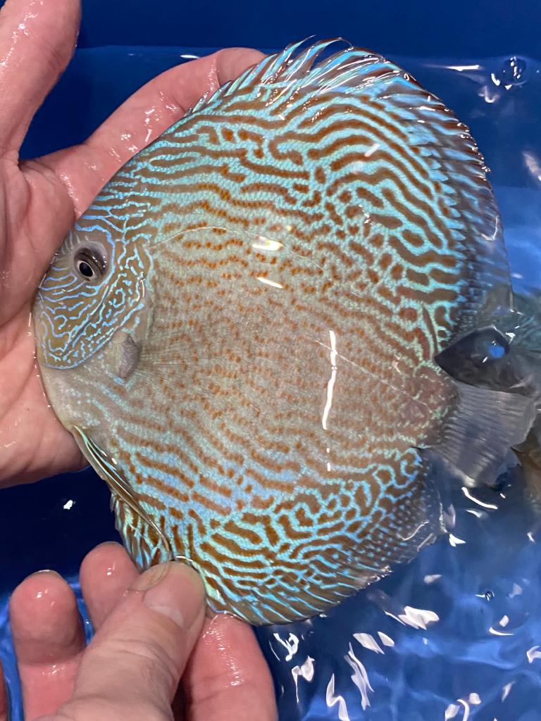 Super Blue Snakeskin 11/12cm BO - OzDiscus