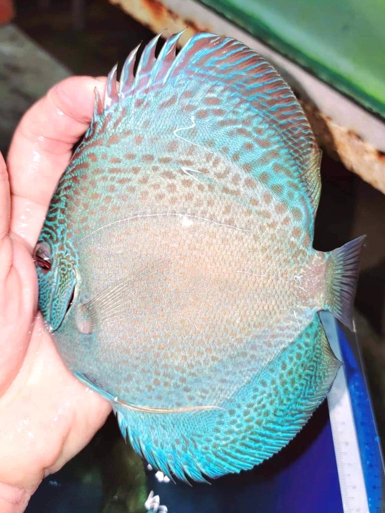 Blue Diamond Snakeskin 11/12cm BO - OzDiscus