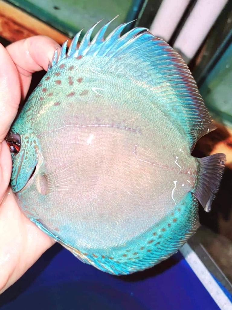 Blue Diamond Snakeskin 11/12cm BO - OzDiscus