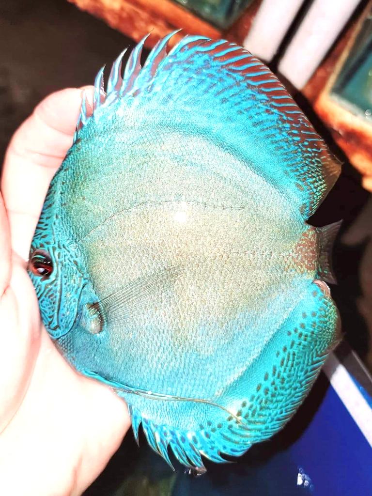 Blue Diamond Snakeskin 11/12cm BO - OzDiscus