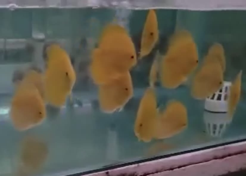 Albino Yellow 7-9cm BO - OzDiscus