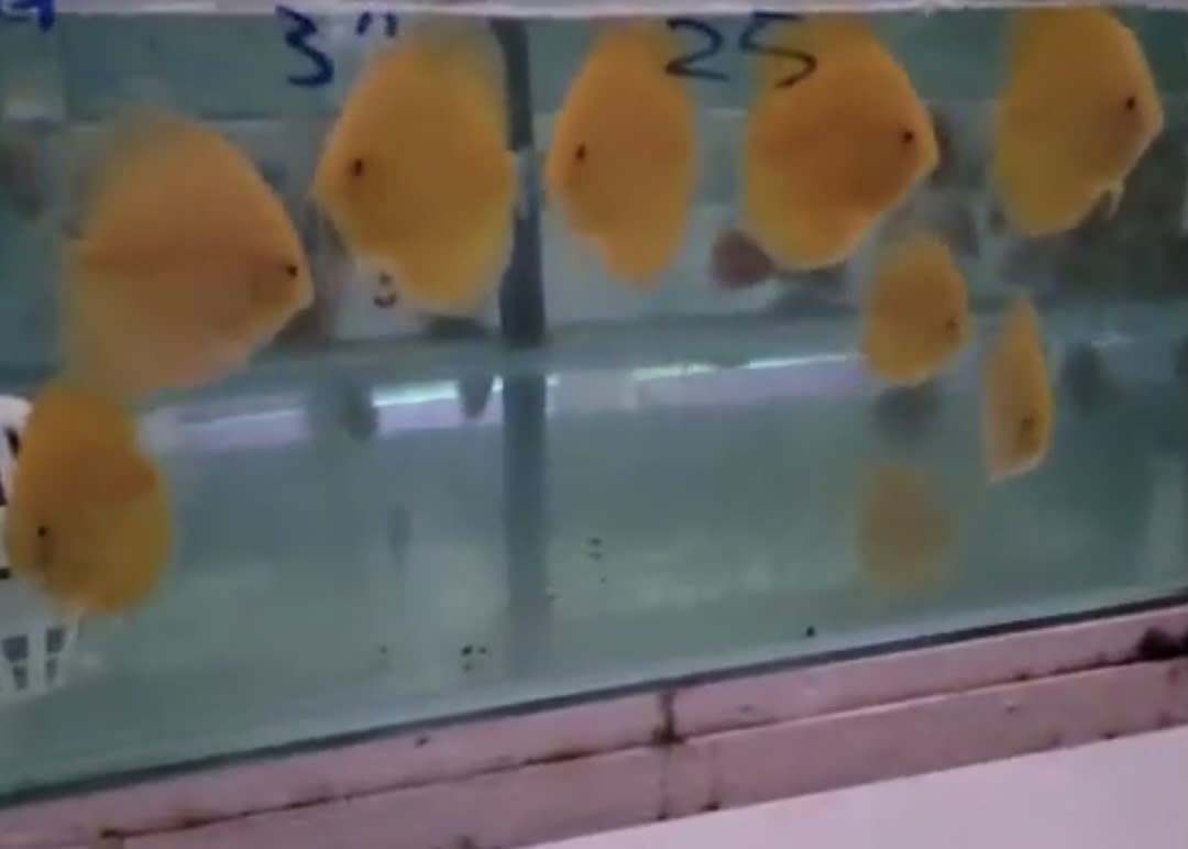 Albino Yellow 7-9cm BO - OzDiscus