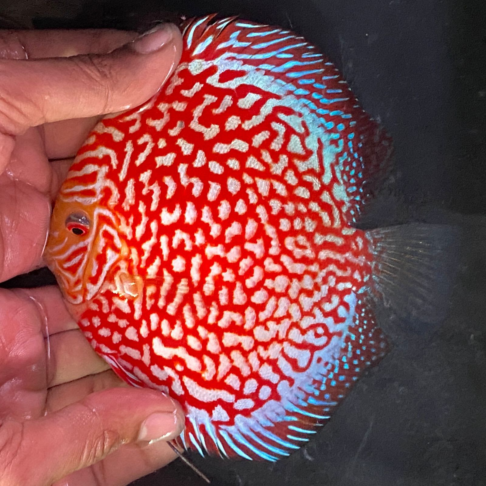 Super Red Panda 9/10cm BO - OzDiscus