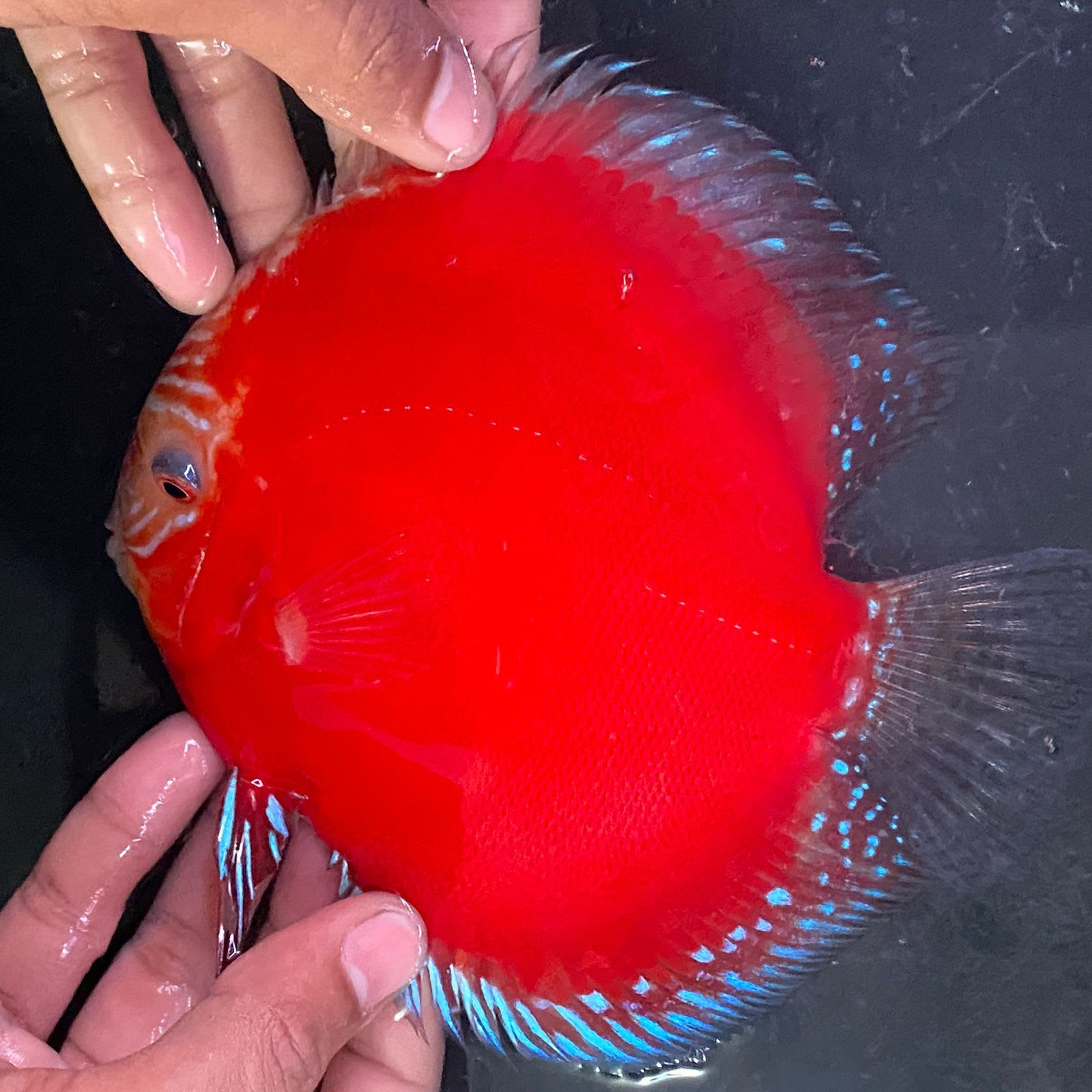 Red Stardust (not high fin)13/14cm BO - OzDiscus