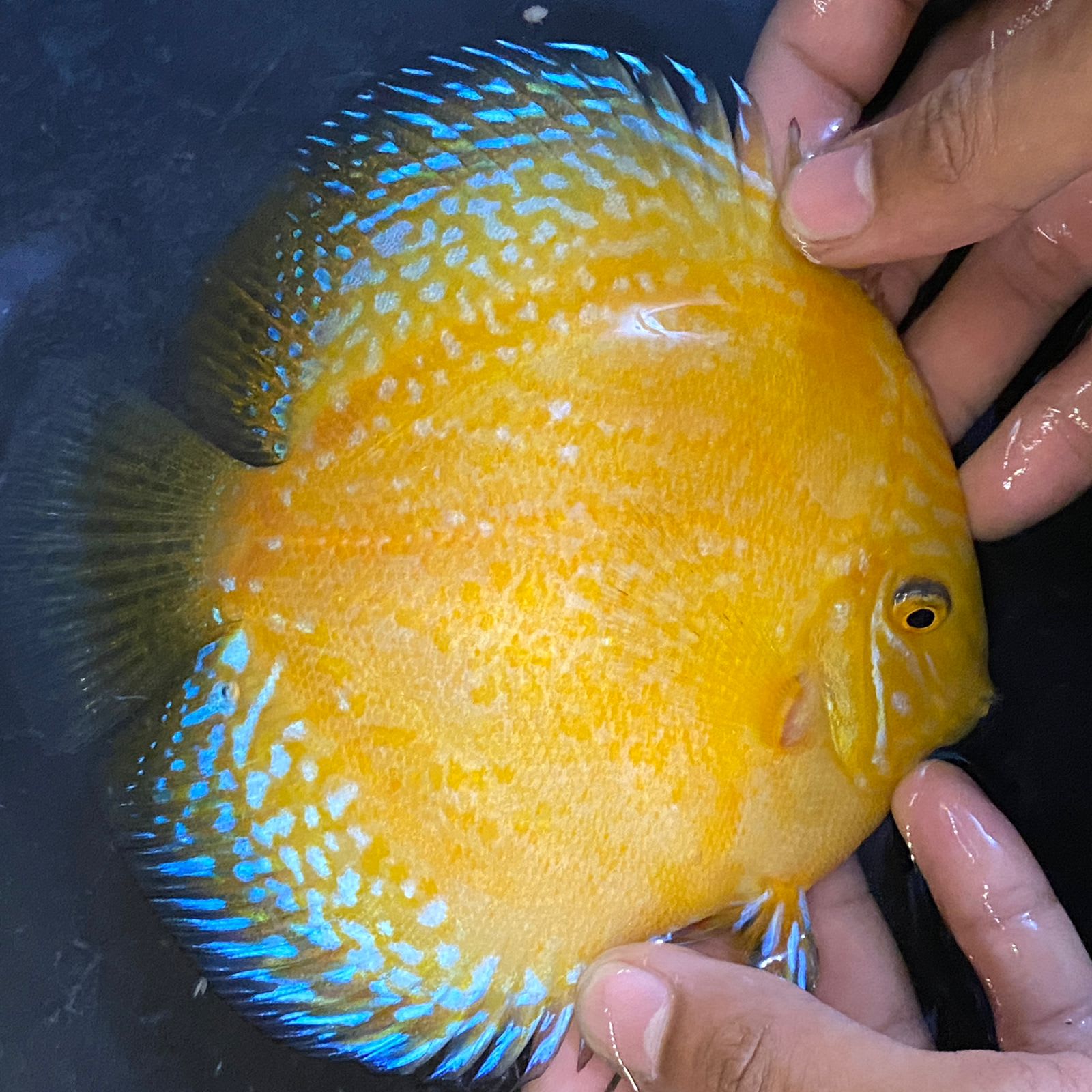 Yellow Stardust 12/13cm BO - OzDiscus