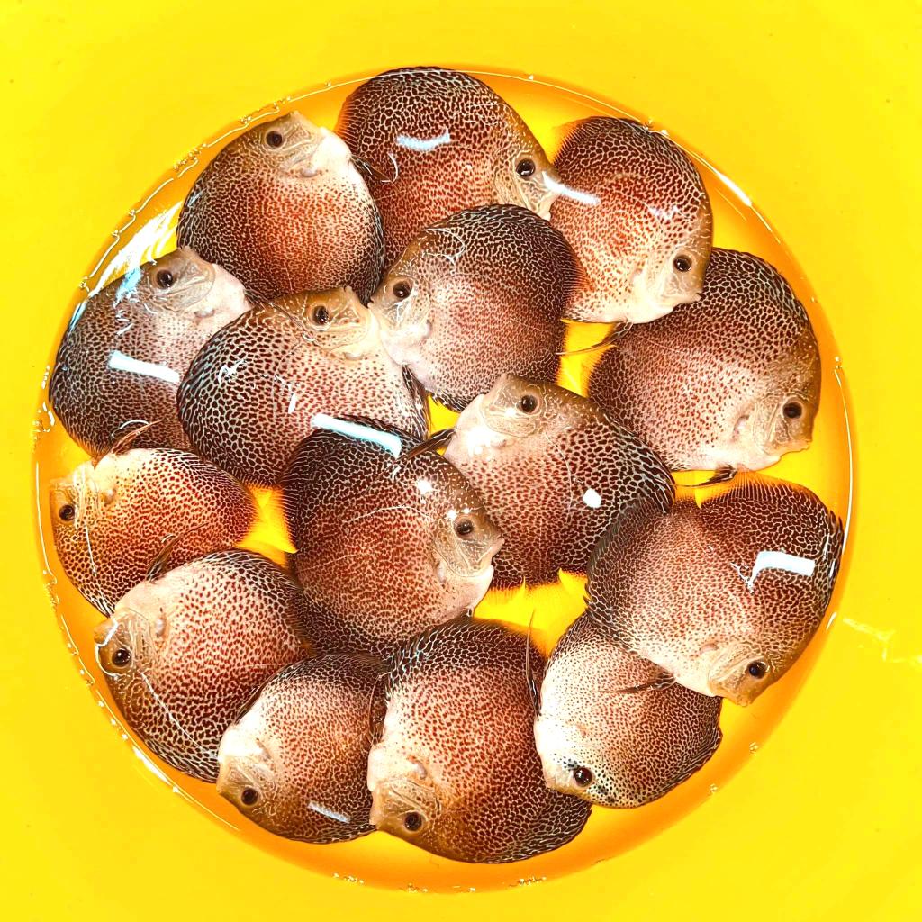 Eruption 7/8cm BO - OzDiscus