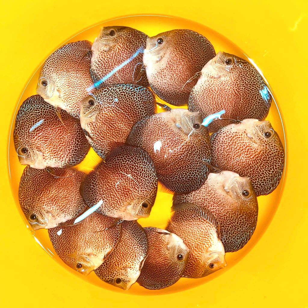 Eruption 7/8cm BO - OzDiscus