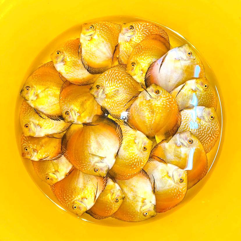 Yellow Pigeon Snakeskin 7/8cm BO - OzDiscus