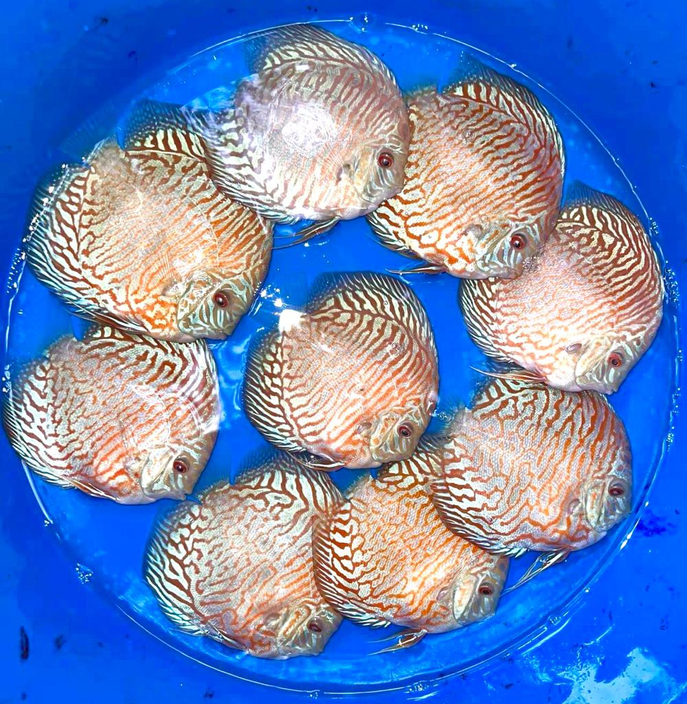 White Tiger Turquoise 11/12cm BO - OzDiscus