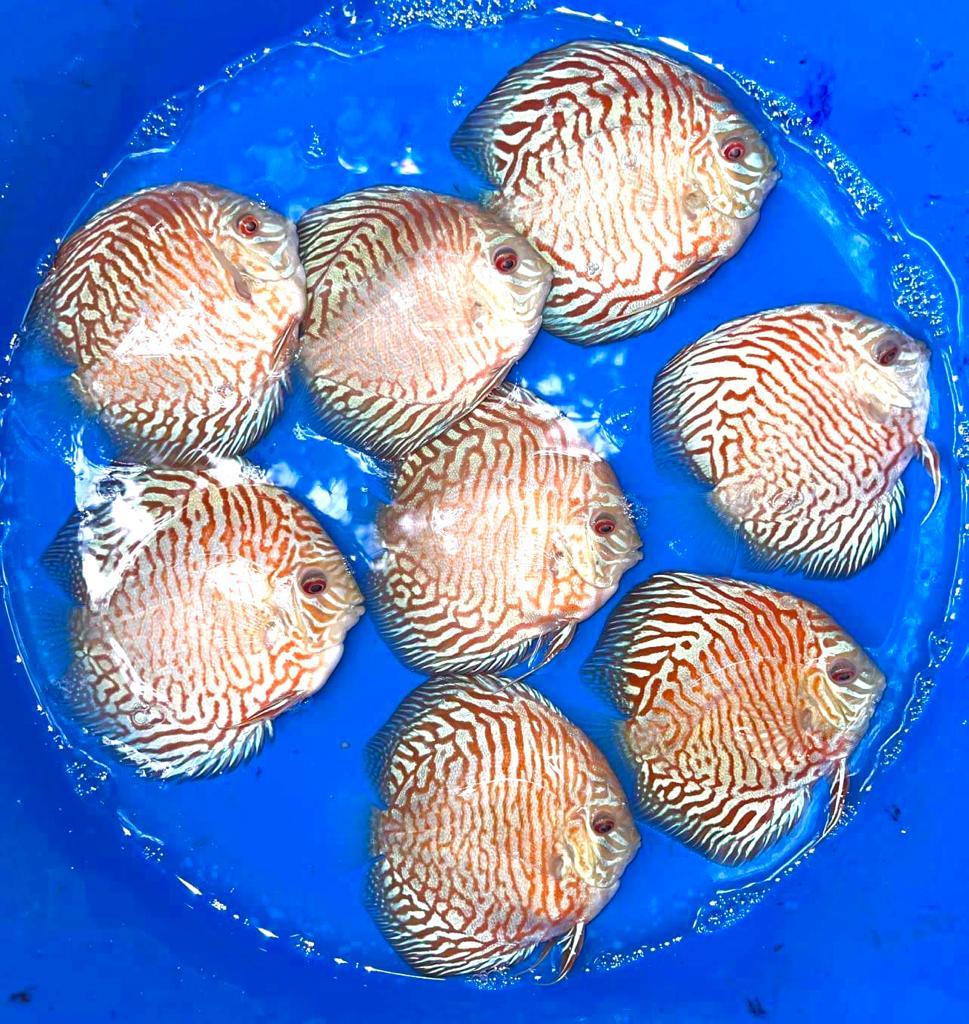 White Tiger Turquoise 11/12cm BO - OzDiscus