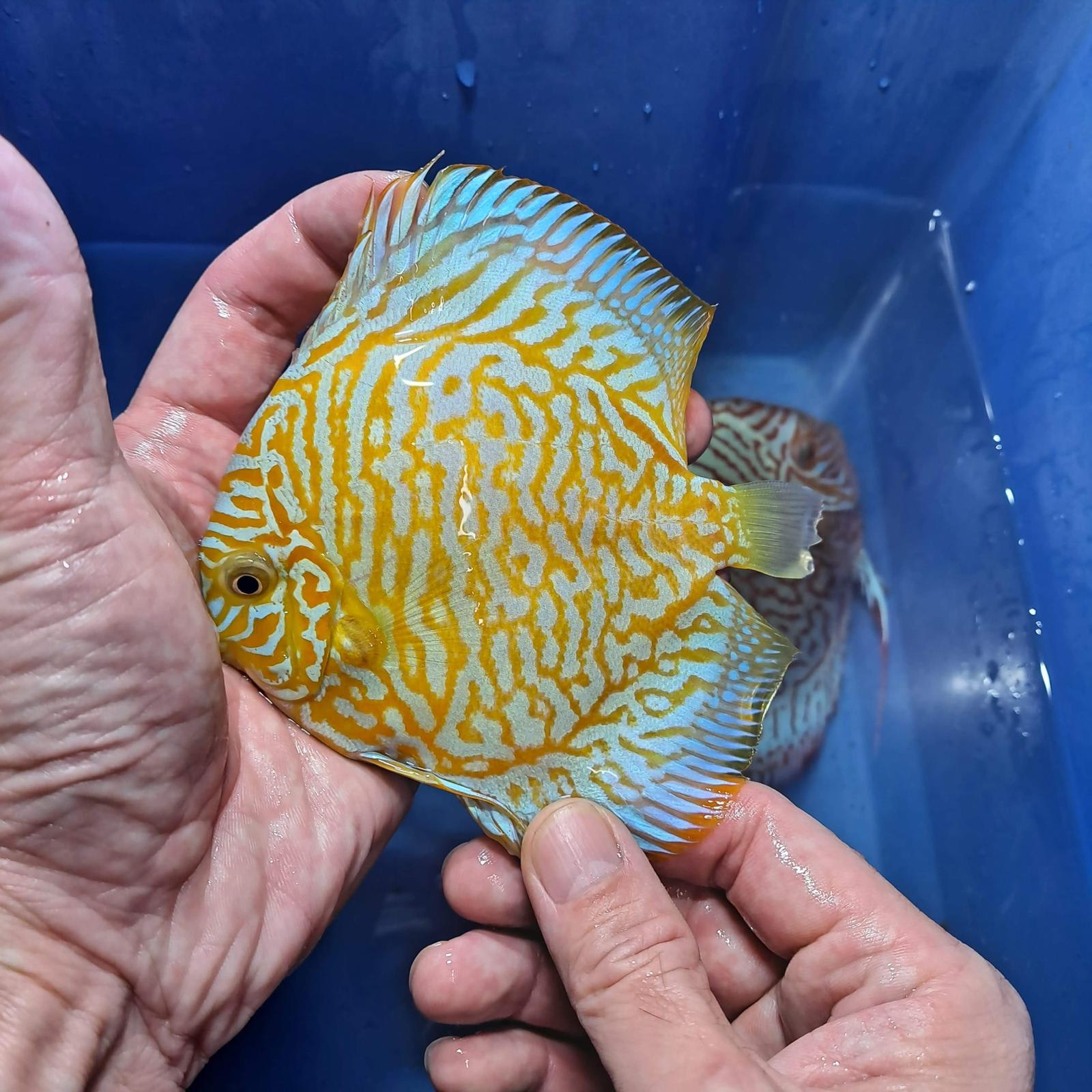 Yellow Tiger Turquoise 9/10cm - OzDiscus