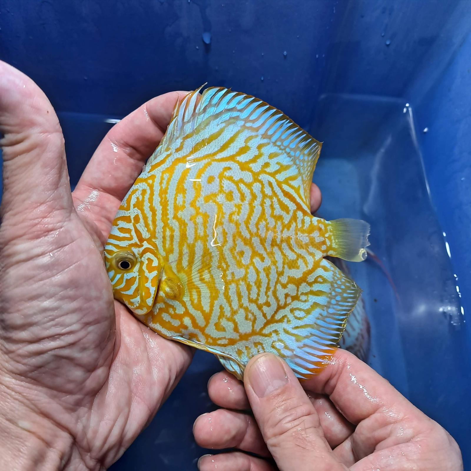 Yellow Tiger Turquoise 9/10cm - OzDiscus