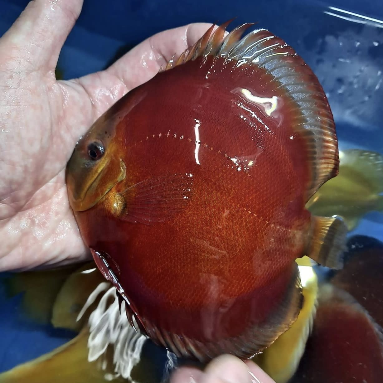 Red Cover Blue Rim 11/12cm BO - OzDiscus