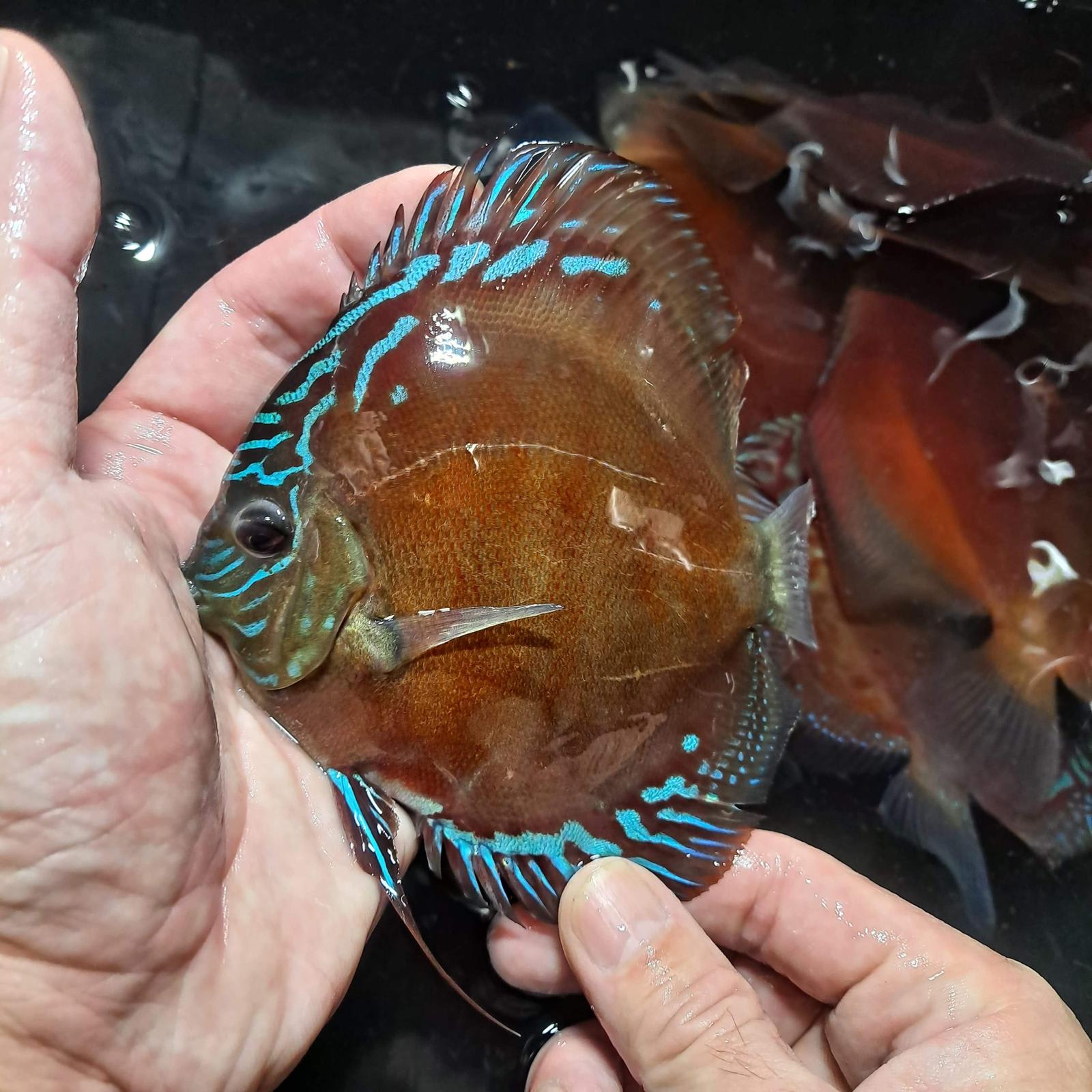 Red Alenquer 8/9cm BO - OzDiscus