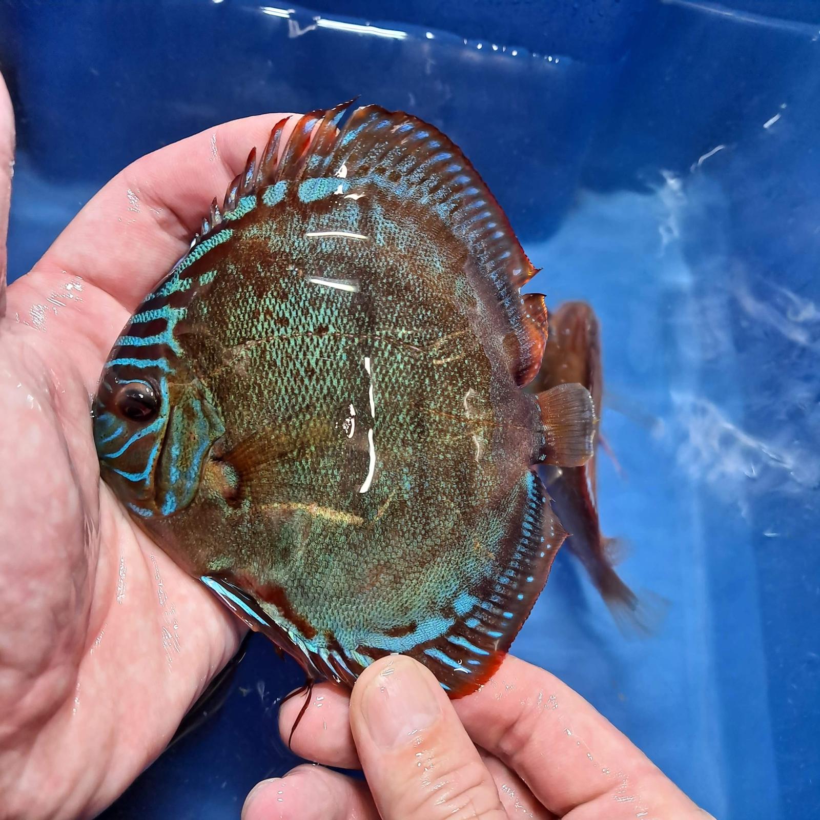 Red Alenquer 8/9cm BO - OzDiscus