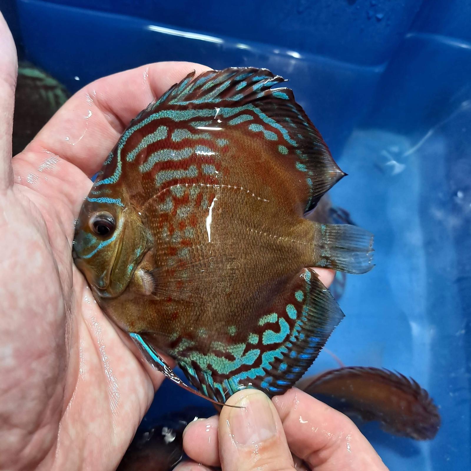Red Alenquer 8/9cm BO - OzDiscus