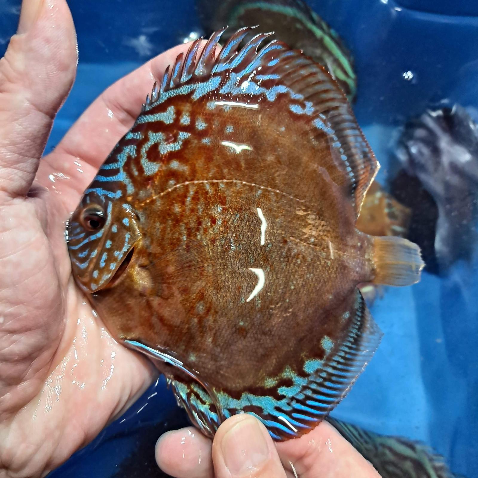 Red Alenquer 11/12cm BO - OzDiscus