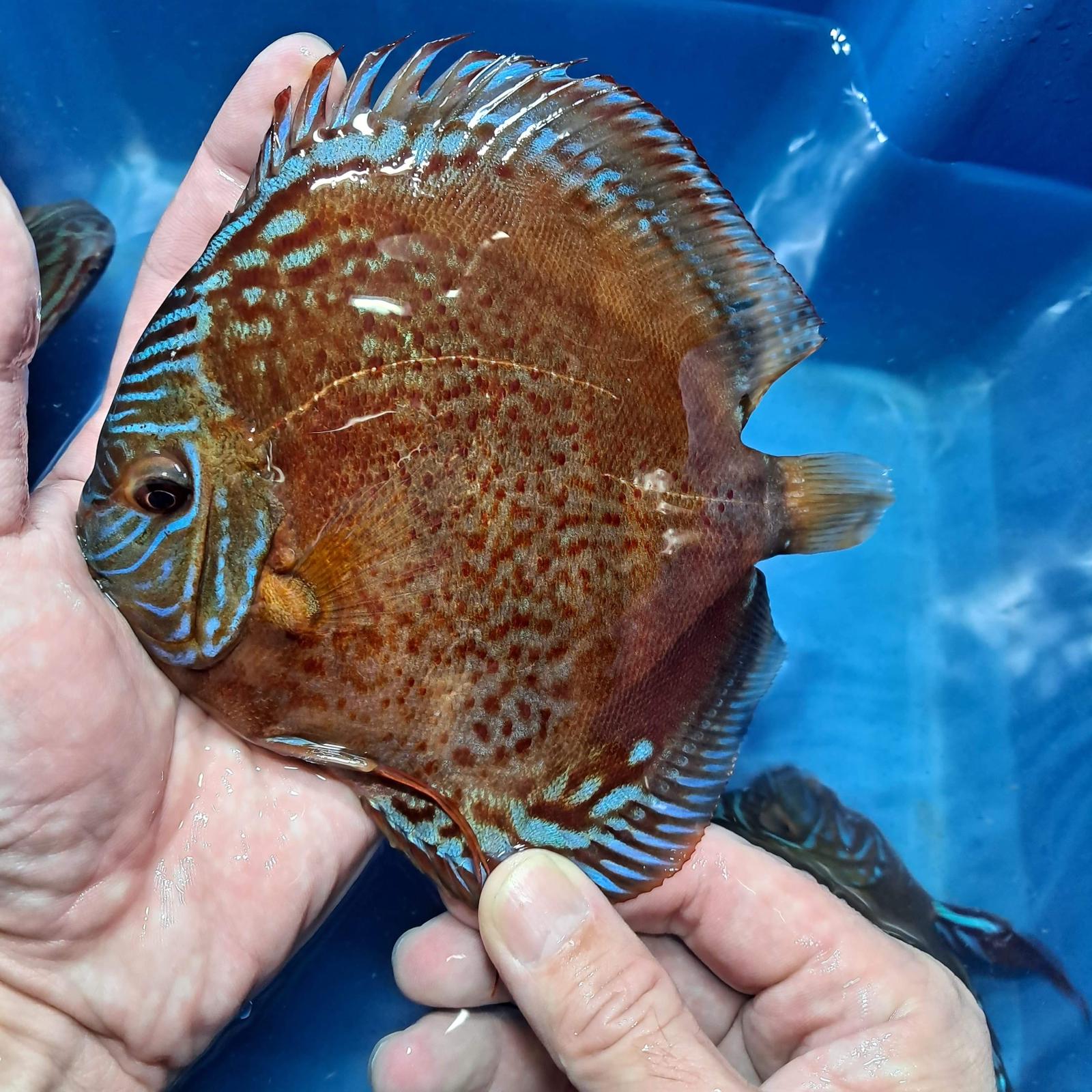 Red Alenquer 11/12cm BO - OzDiscus