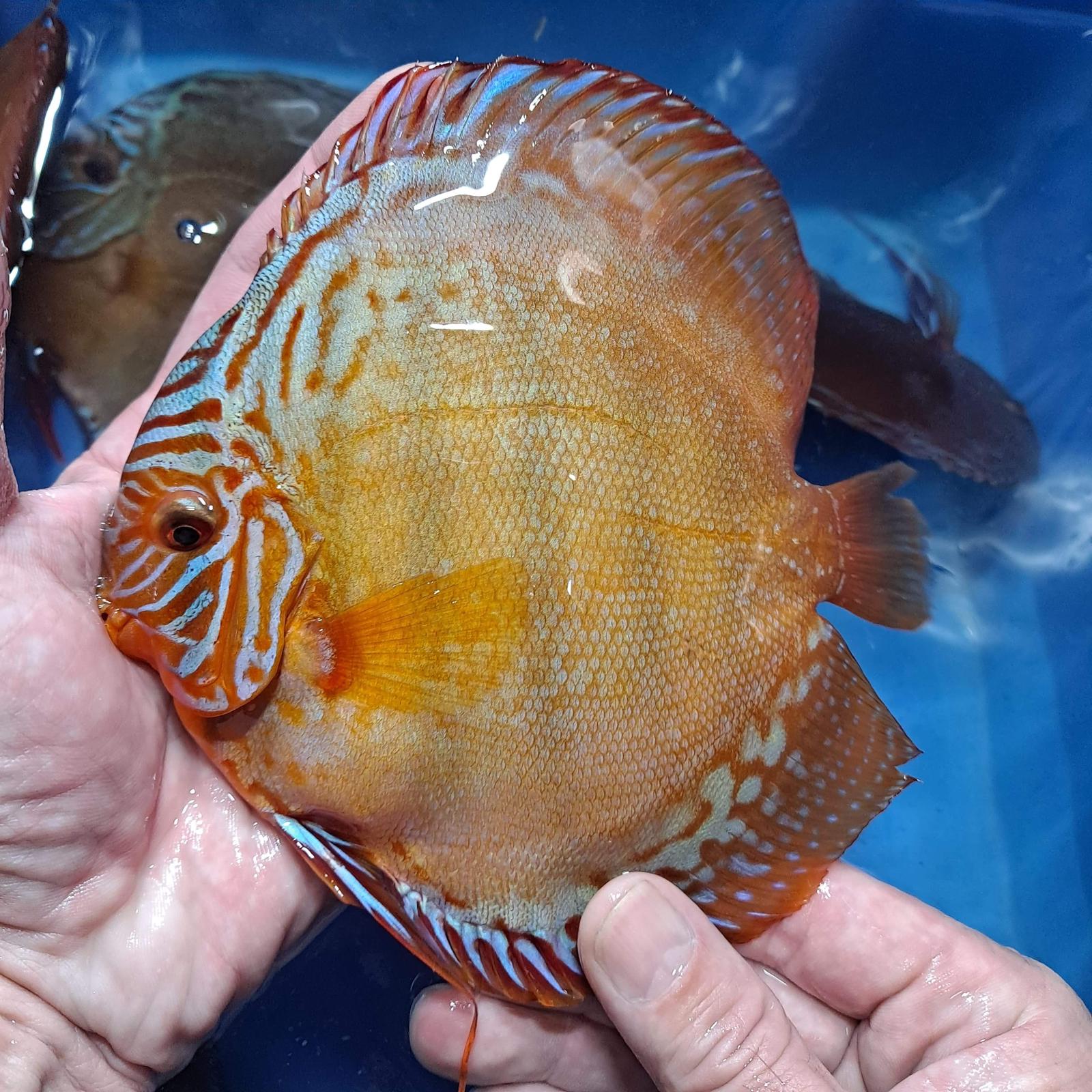 Red Alenquer 13/14cm BO - OzDiscus