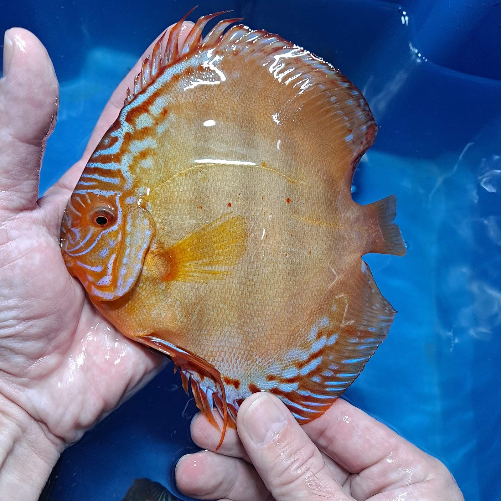 Red Alenquer 13/14cm BO - OzDiscus