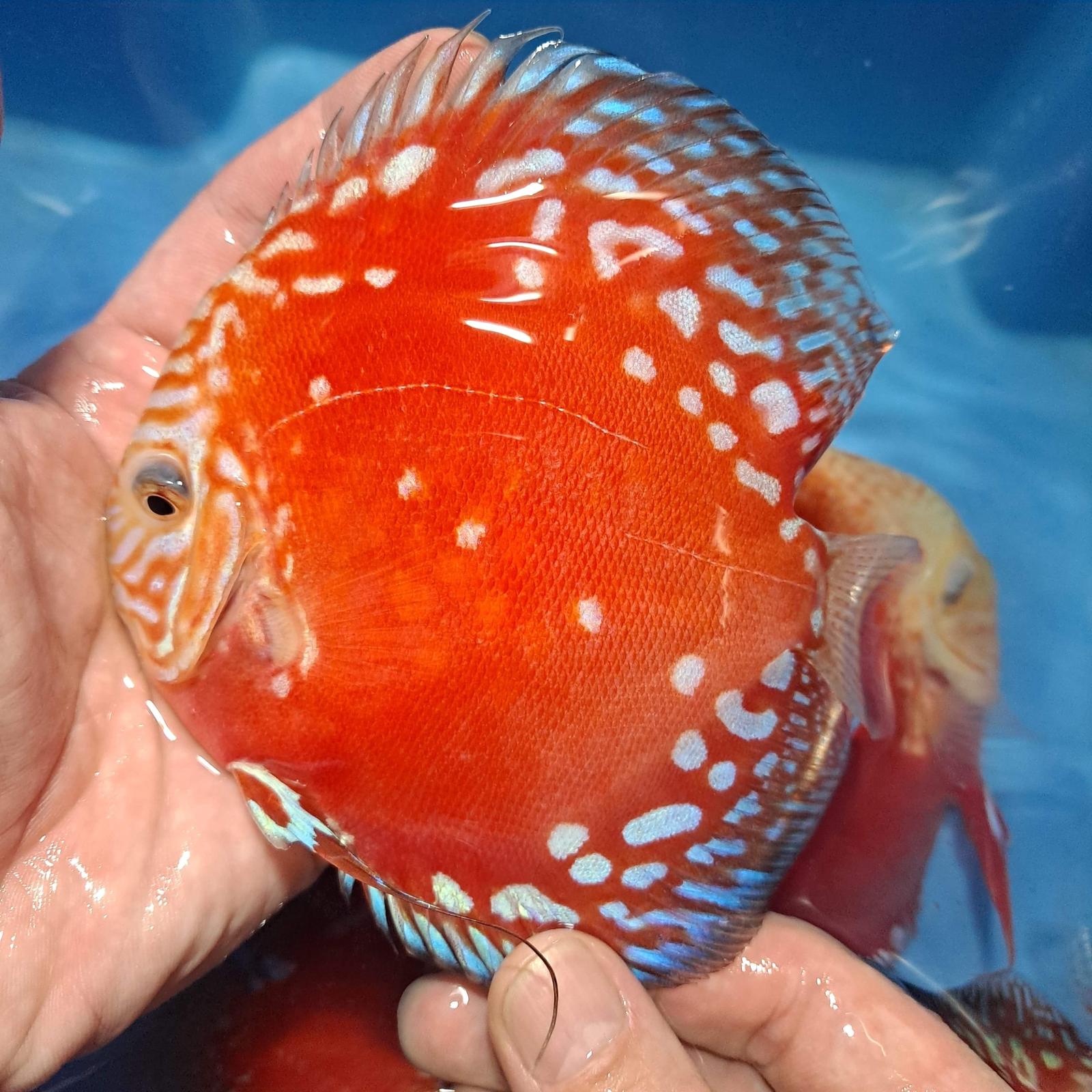 Red Stardust 12cm BO - OzDiscus