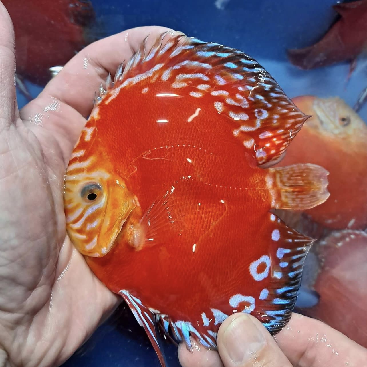 HB Red Stardust 10/11cm BO - OzDiscus